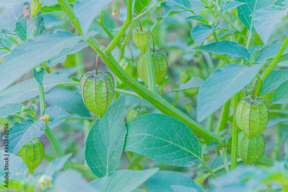 Local Cape Gooseberry,Ground cherries,Inca berry, Golden strawberry ...