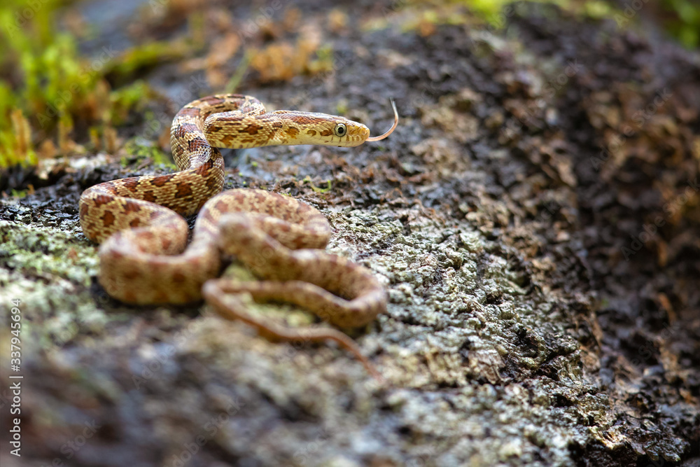 Senticolis triaspis, also known as the green rat snake. The species is ...