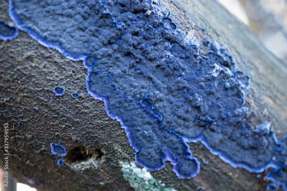 Pulcherricium caeruleum (Terana caerulea) is an inedible fungus, a ...