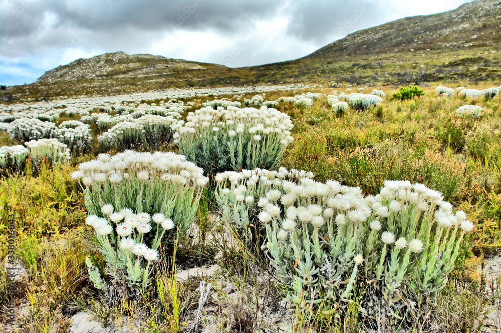 Fynbos - belt of natural shrubland vegetation located in the Cape ...