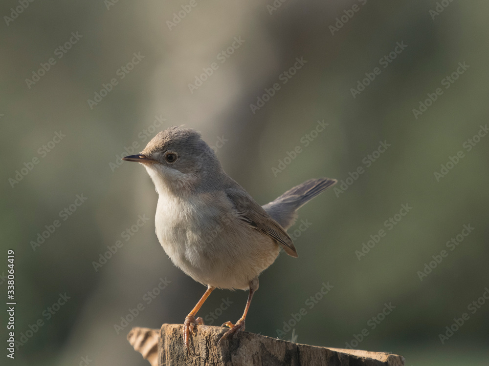 Sylvia communis. Curruca zarcera en libertad Stock Photo | Adobe Stock