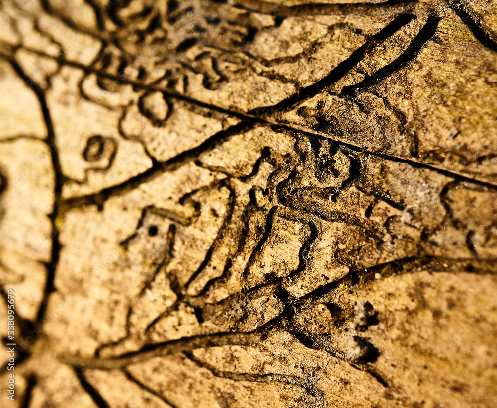 Wood abstract background with a wavy pattern of moves made by bark ...