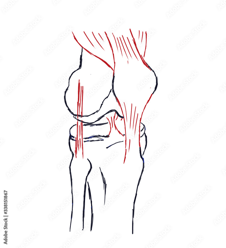 Drawing of the structure of the knee joint. The structure of the ...
