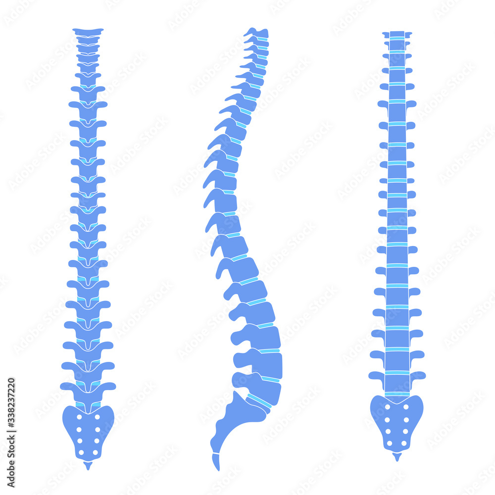 Human spine anatomy vector illustration Stock Vector | Adobe Stock