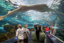 Toronto Ripley's Aquarium Free Stock Photo - Public Domain Pictures