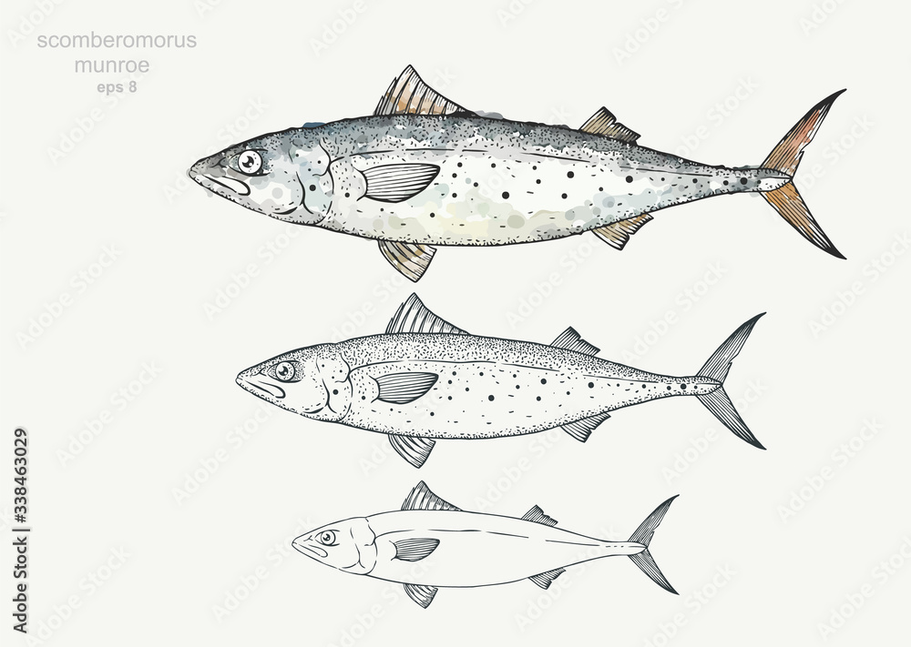 Scomberomorus munroe. Fish Vector illustration set. Line art and ...