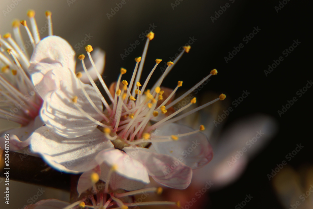 Beautiful spring flowering apricot trees close-up. Macro flowers shot ...