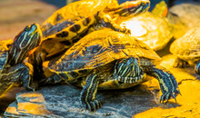 Red Eared Slider Turtle Free Stock Photo - Public Domain Pictures