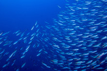 Schools Of Fish Background Free Stock Photo - Public Domain Pictures