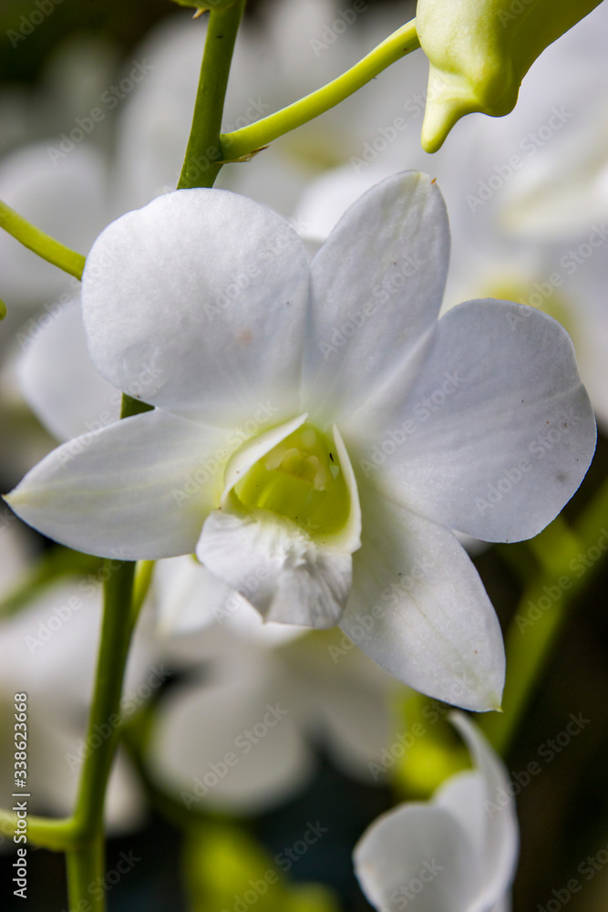 Стокове фото Dendrobium Memoria Princess Diana (Dendrobium Pattaya ...