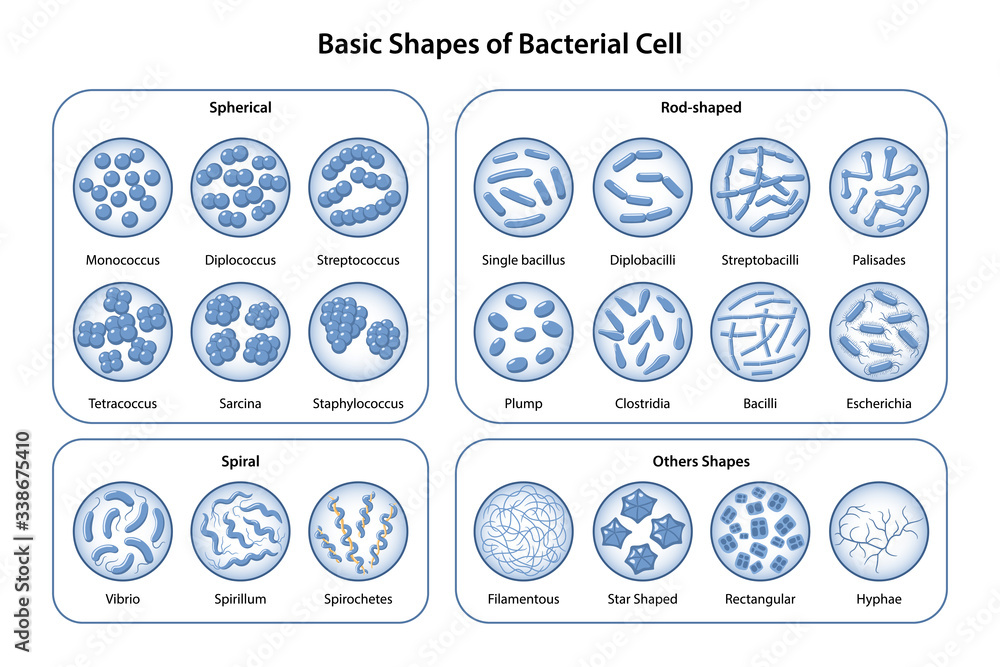 Basic shapes and arrangements of bacteria. Morphology. Microbiology ...