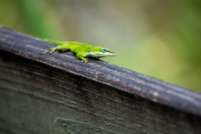 Green Anole Free Stock Photo - Public Domain Pictures