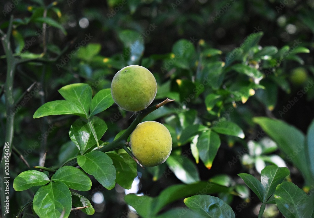 Yellow fruits of Trifoliate orange, Poncirus trifoliata or Citrus ...