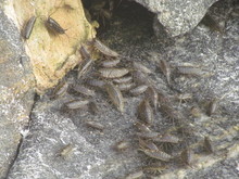 Grey Cockroach Free Stock Photo - Public Domain Pictures