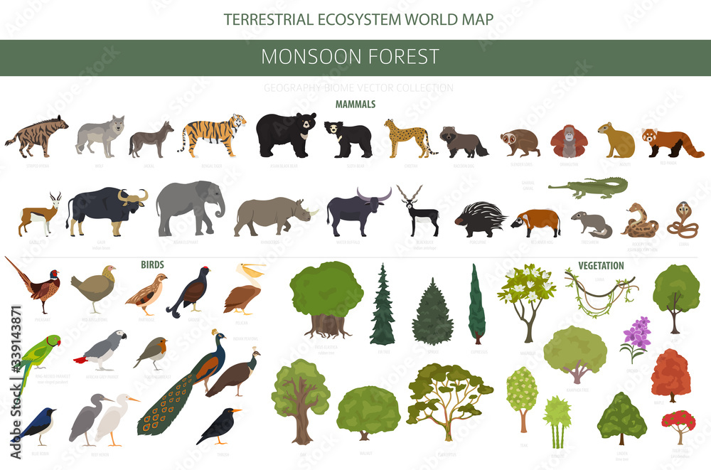 Monsoon forest biome, natural region infographic. Terrestrial ecosystem ...