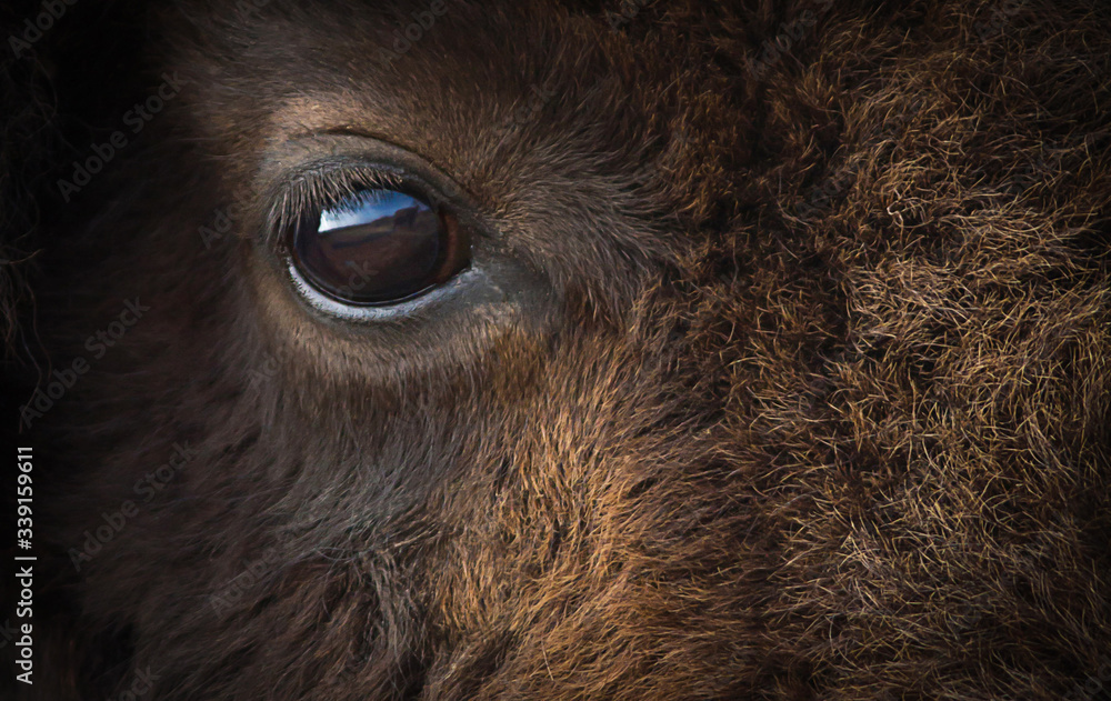 American bison eye closeup. Stock Photo | Adobe Stock
