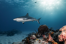 Shark , Jaws,fish, Free Stock Photo - Public Domain Pictures