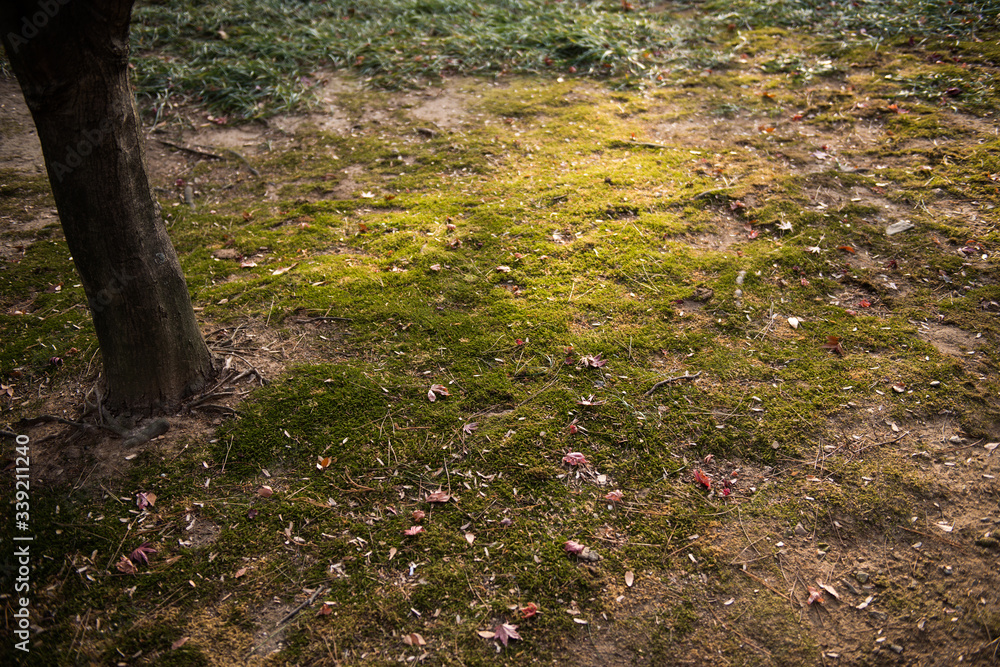 Tree roots. Daereungwon Ancient Tombs in Gyeongju-si, South Korea ...