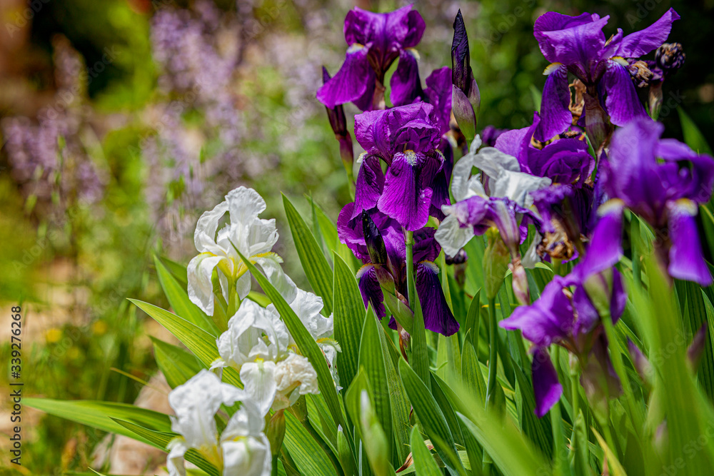iris in the spring in the desert garden. Natural beauty. Man-made ...