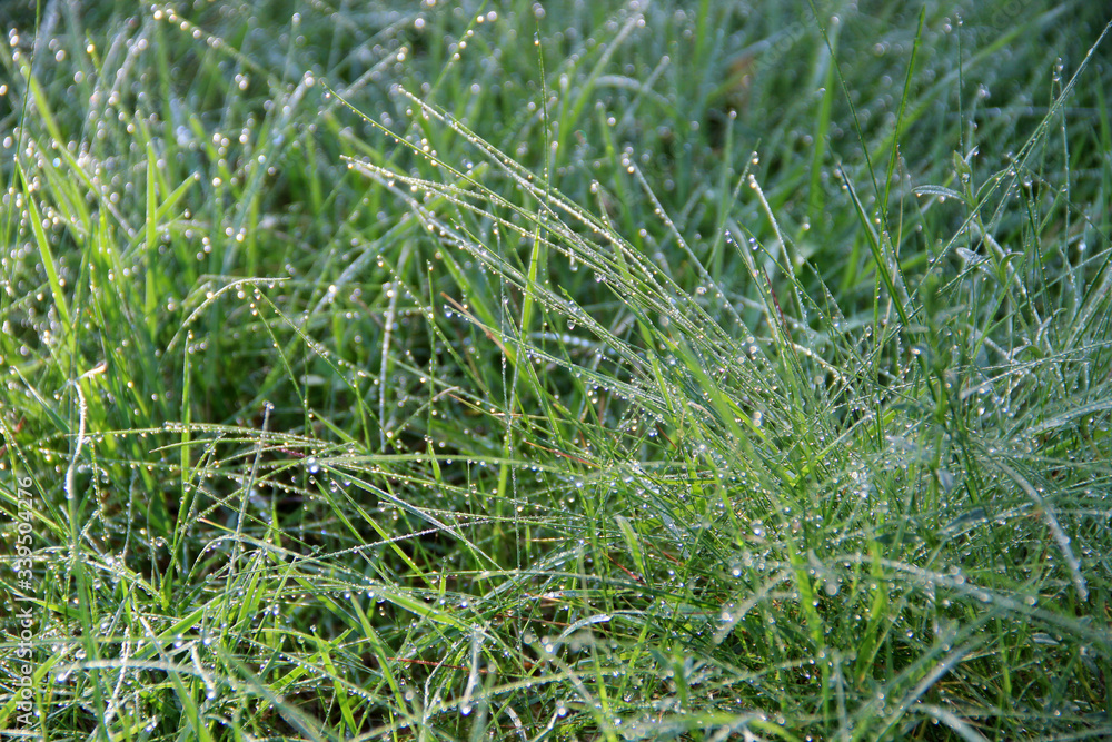 Grass covered with droplets of morning dew in the rays of the rising ...