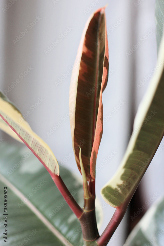 Variegated rubber tree (ficus elastica) puts forth leaf-buds. New leaf ...