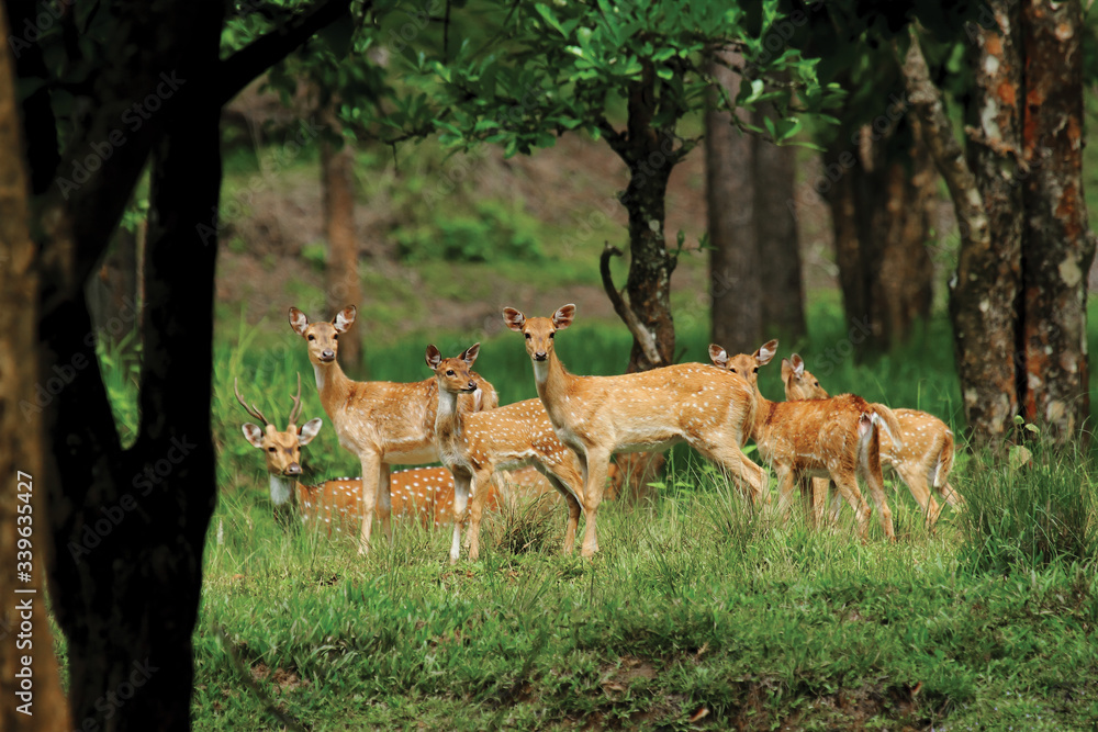 Spotted deer herd in evergreen indian forest Stock Photo | Adobe Stock
