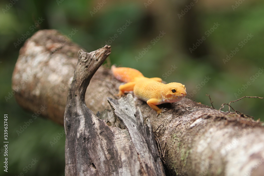 The common leopard gecko is a cathemeral, ground-dwelling lizard native ...