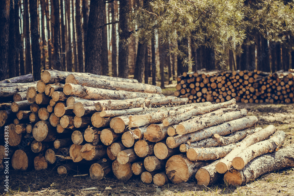 Felling a tree. Wooden logs from a pine forest, stacked in a forest ...