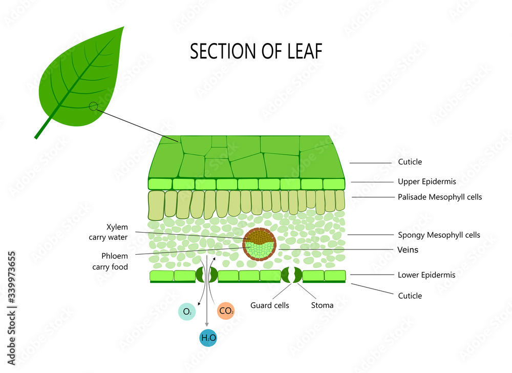 Leaf anatomy, cross section of leaf diagram Stock Illustration | Adobe ...