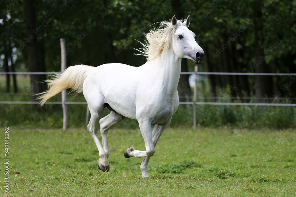 Gray mare running through on the paddock Stock Photo | Adobe Stock