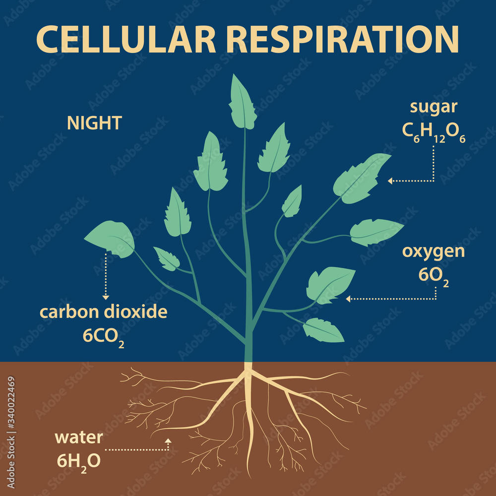 Cell Respiration Plant Diagram