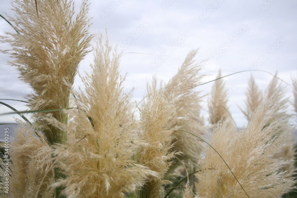 Typical patagonian plant called "feather duster" Stock Photo | Adobe Stock