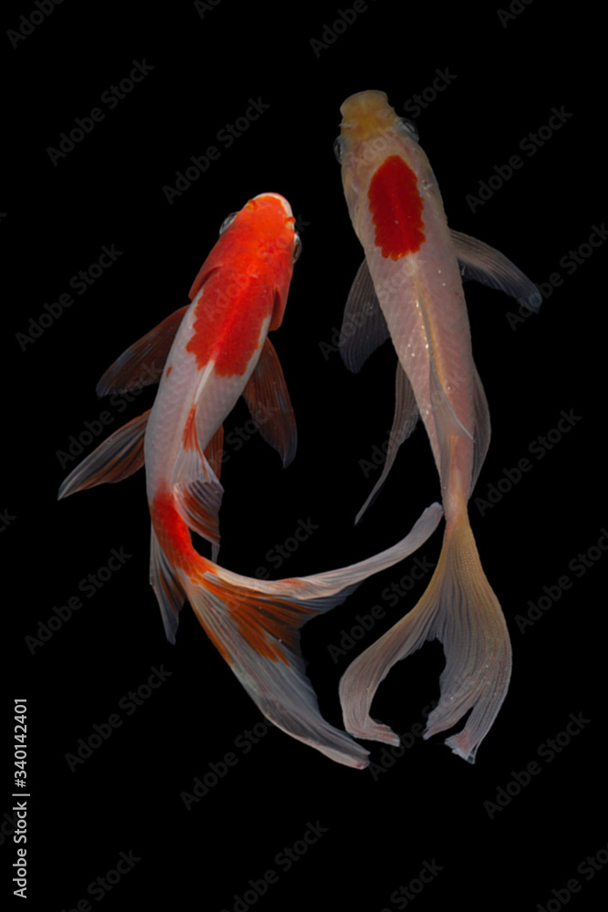 Koi fish is domesticated version of common carp. This fish is most ...