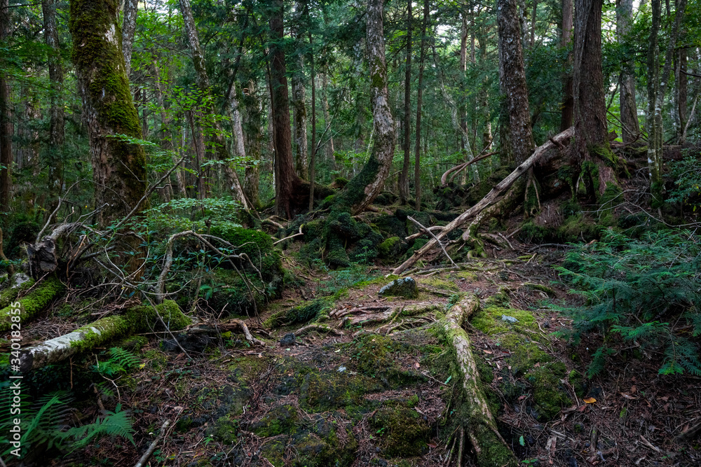 Foto de Stock Aokigahara Forest. Suicide forest in the Mount Fuji ...