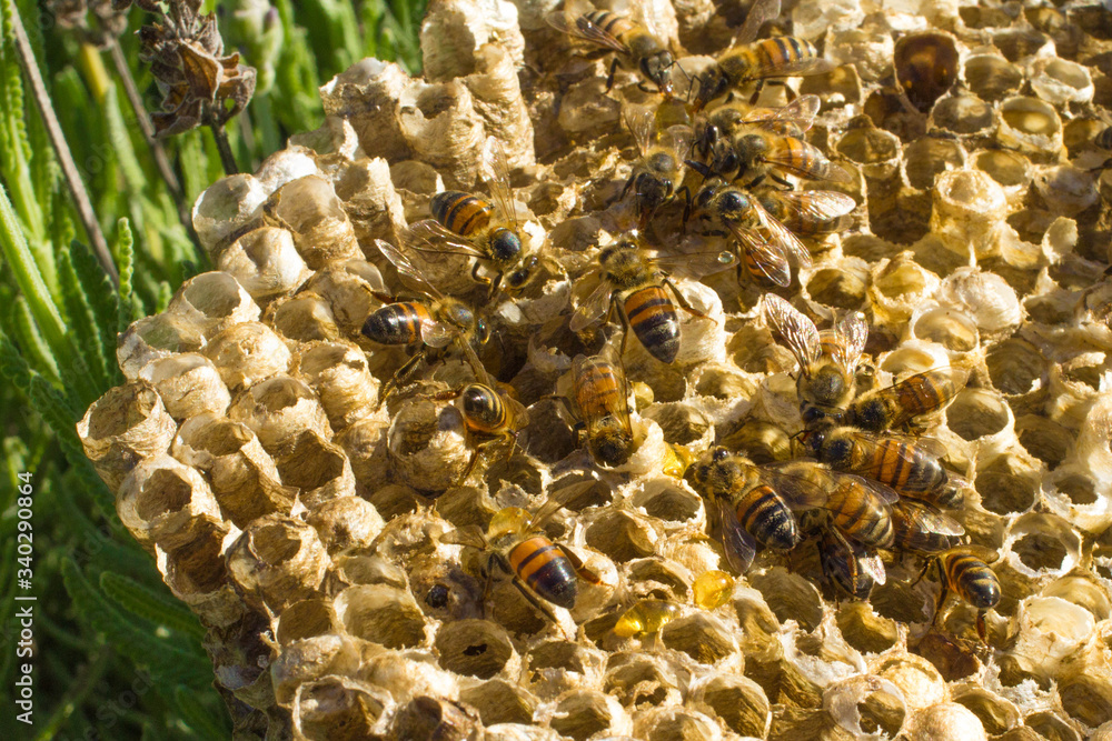 Abejas en accion Stock Photo | Adobe Stock