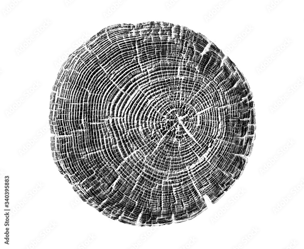 Black and white wood texture stamp art. Detailed tree ring design ...
