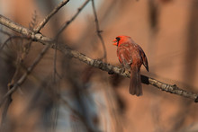 Male Cardinal Singing In Tree Free Stock Photo - Public Domain Pictures
