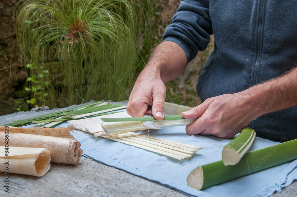 Papyrus paper artisan in Syracuse cutting the stem of a papyrus plant ...