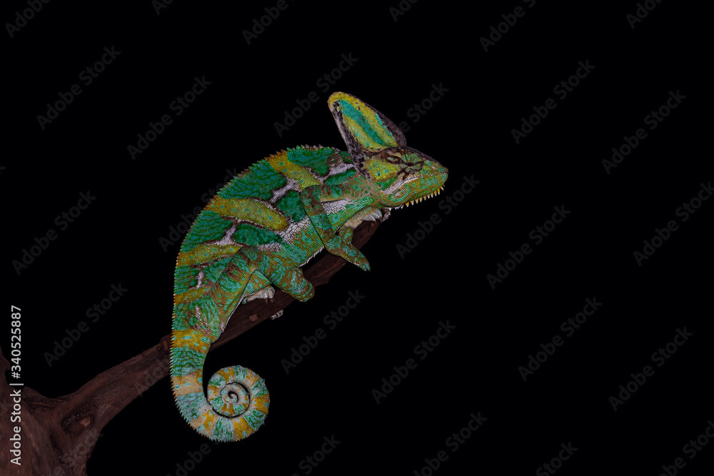 Chameleon Furcifer pardalis Ambolobe 2 years old, Madagascar endemic ...