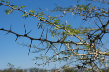 Close-up Of Acacia Tree Thorns Free Stock Photo - Public Domain Pictures