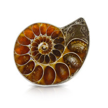 Fossilized Shell Cut In Half Free Stock Photo - Public Domain Pictures