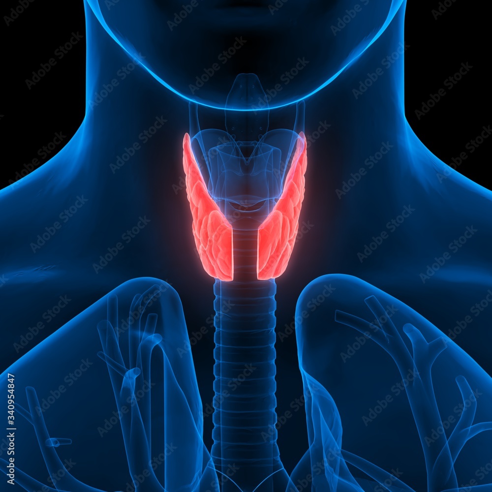 Human Glands Lobes of Thyroid Gland Anatomy Stock Illustration | Adobe ...