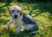 Scruffy Puppy Dog Free Stock Photo - Public Domain Pictures