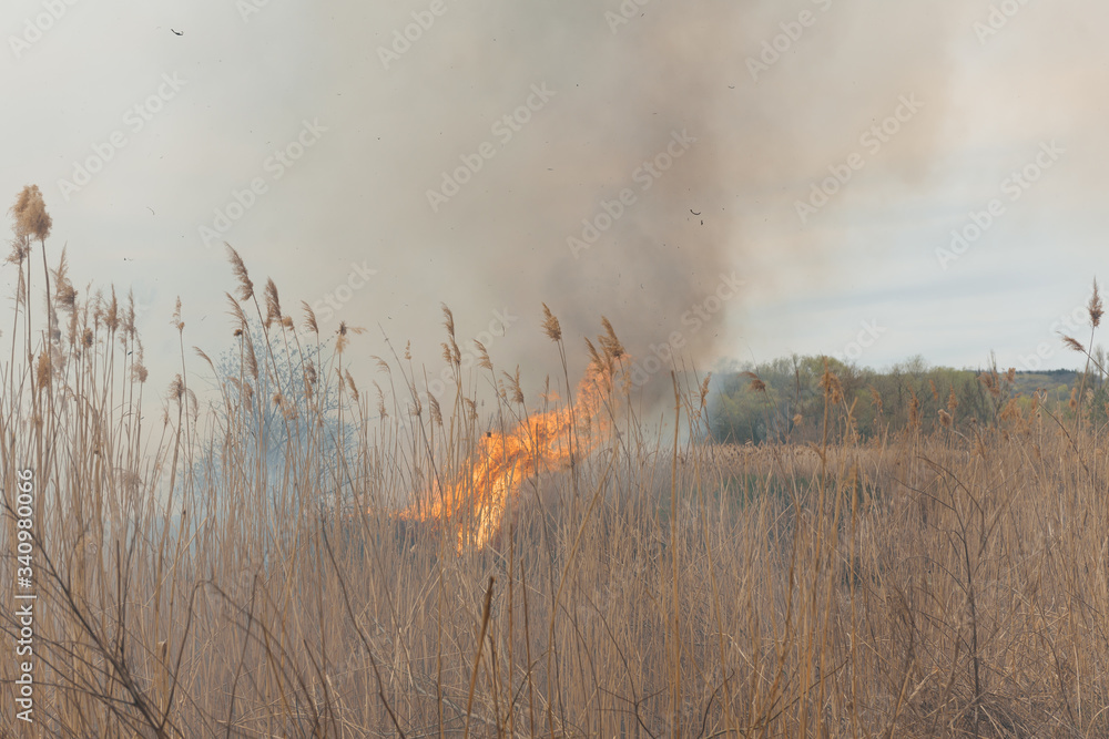 Burning reeds. Nature fire landscape. Devastation of wildlife, human ...