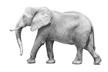 Elef nt Clipart Rajz Szabad K p Public Domain Pictures Elef nt Clipart Rajz Szabad K p Public Domain Pictures