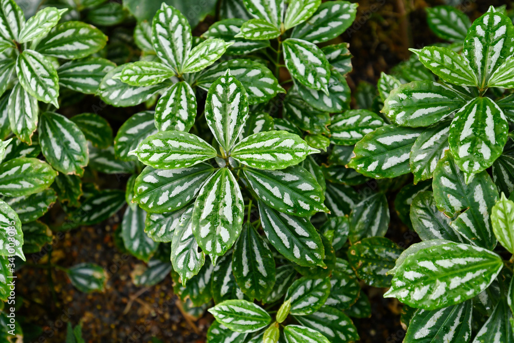 Pilea Cadierei', a tropical plant that is also called 'Aluminium Plant ...