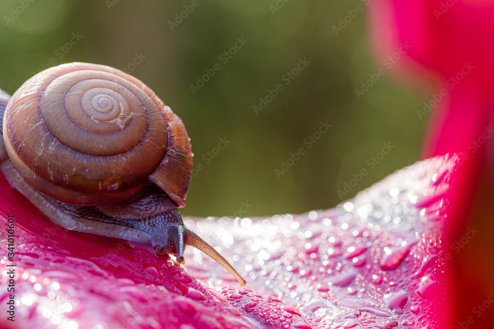 Snail : Polymita picta or Cuban snails one of most colorful and ...