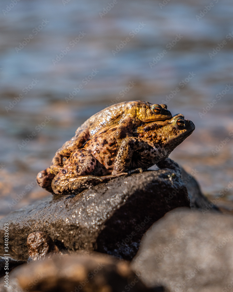 Photo Stock Two wild frogs, one male and the other female, mating on a ...