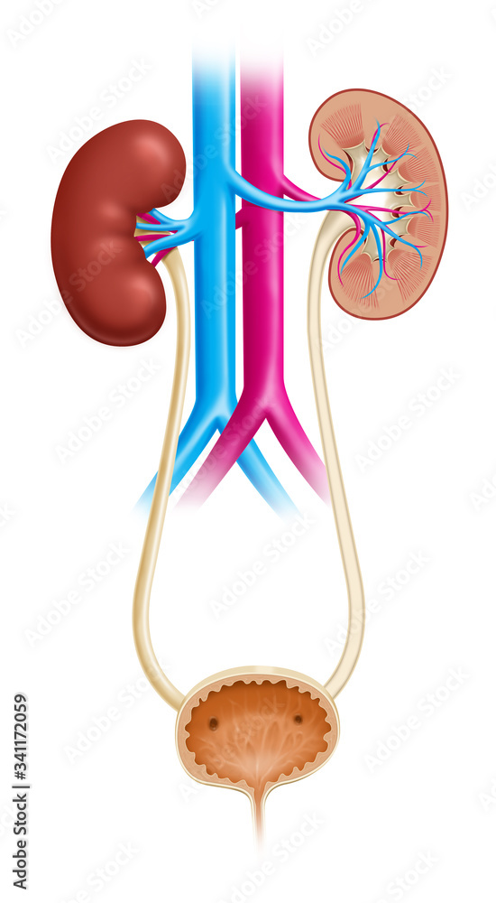Illustration of Human Urinary System Anatomy with Kidney Cross-section and Bladder Stock ...