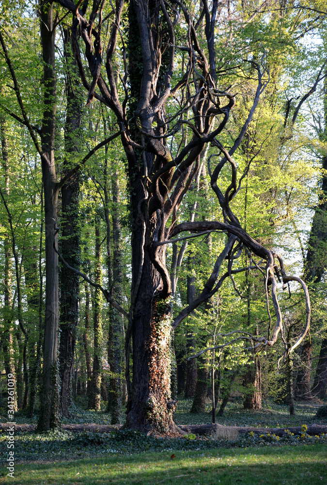 trees in the park is very densely covered with ivy meadow middle old ...